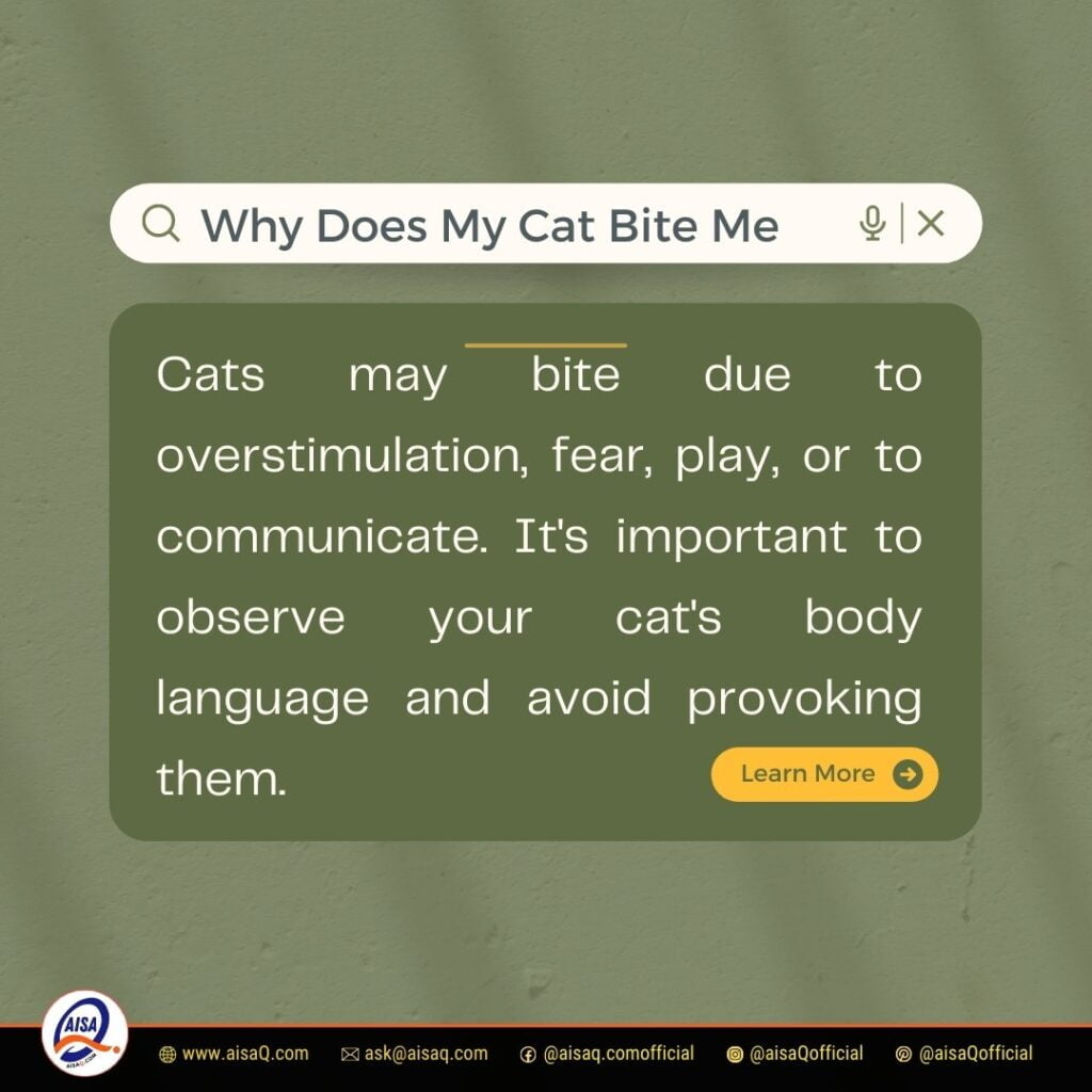 Why Does My Cat Bite Me? Understanding Your Feline's Behavior - AisaQ.com Why Does My Cat Bite Me? Understanding Your Feline's Behavior - AisaQ.com
