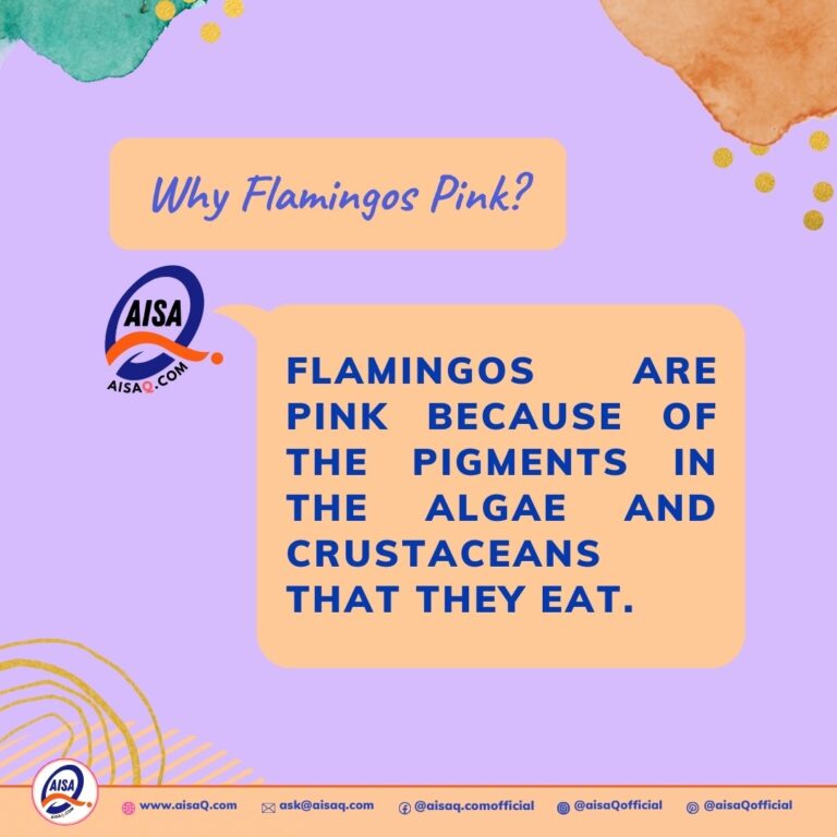 Why Flamingos Are Pink: The 4 Surprising Reason Behind Their Color ...