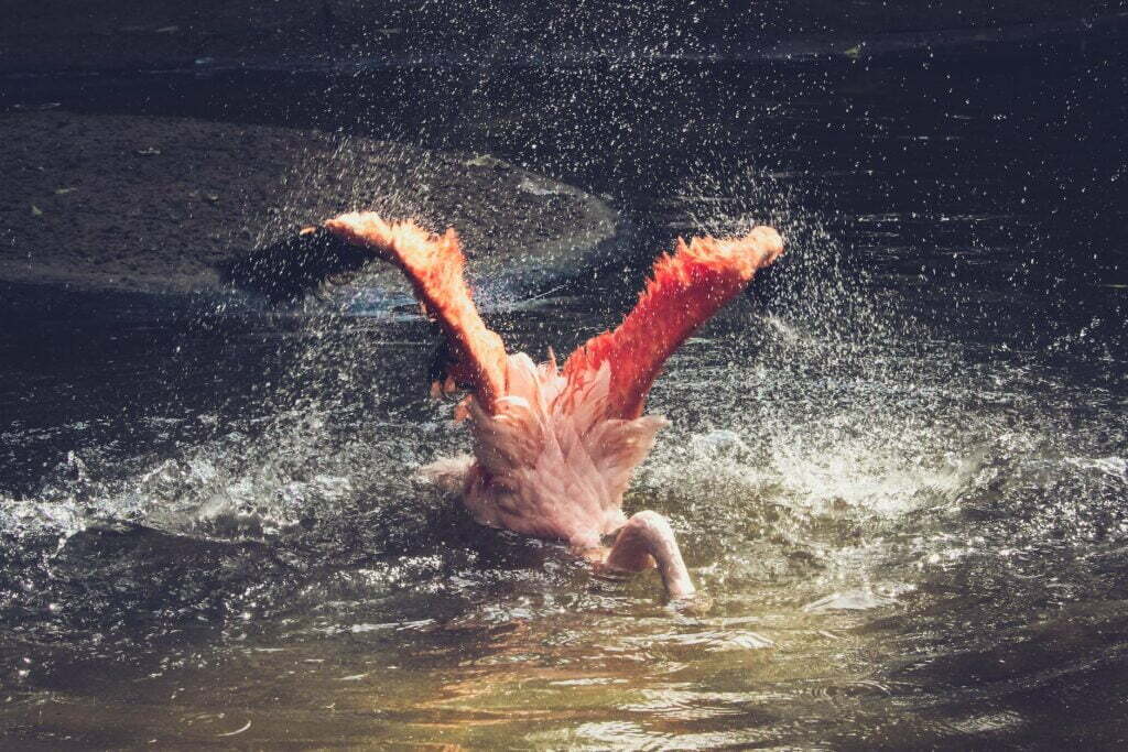 Why Flamingos Are Pink: The 4 Surprising Reason Behind Their Color ...